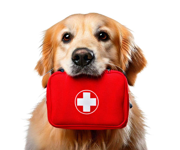 First Aid Kit Essentials for Pet Owners – First Aid Kits UK